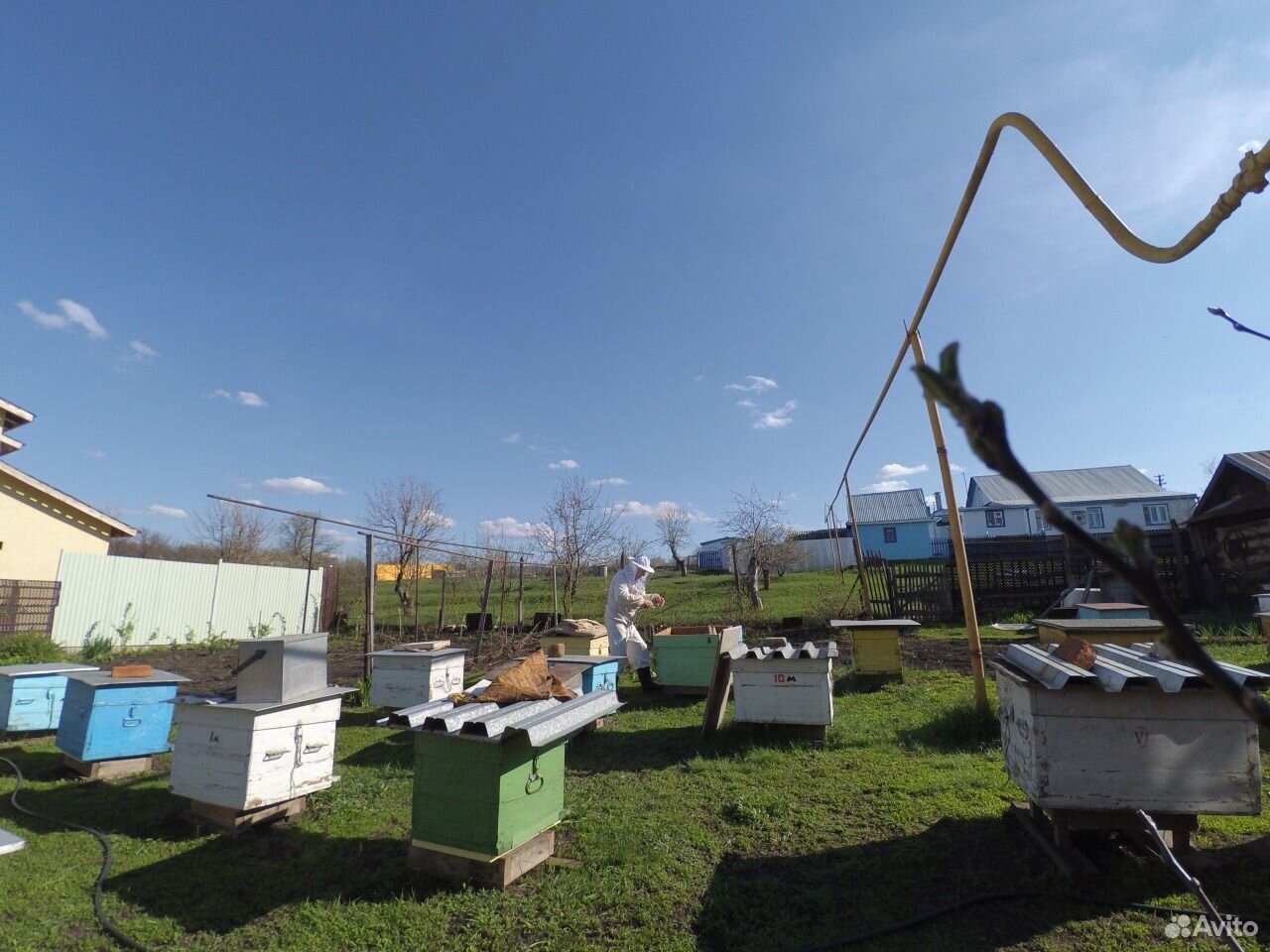 Отводки, семьи пчёл