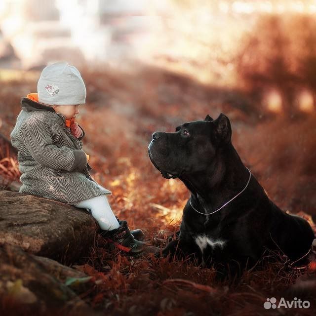 Кобель,открыта бронь на щенков