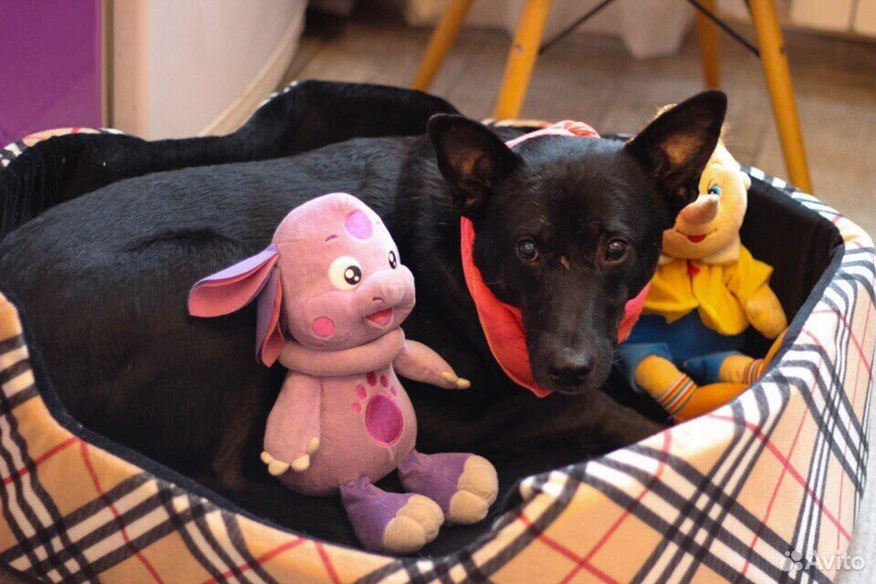 Черныш хочет домой