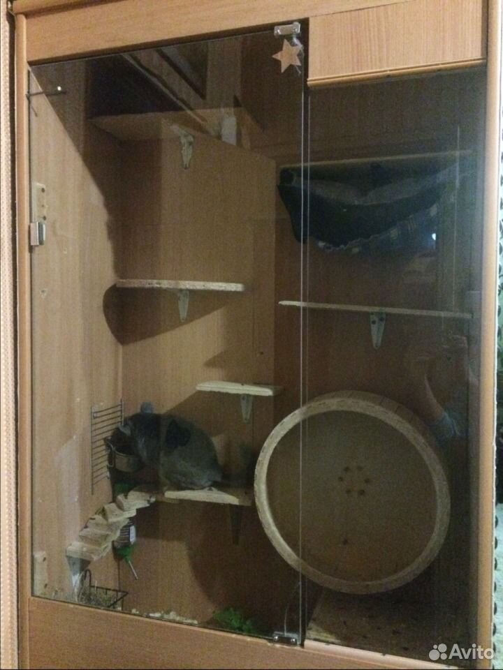 Пара шиншилл с витриной