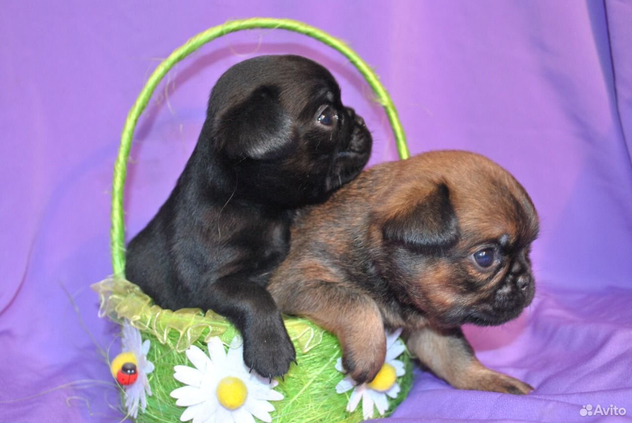 Супер-Пупсы