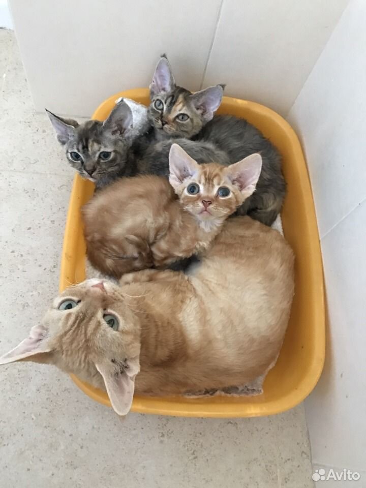 Зарина, Золина и Зигмунд