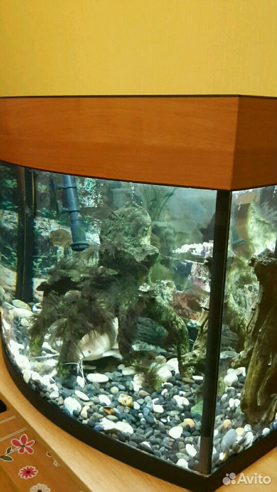 Аквариум с сомом-альбиносом(белый)