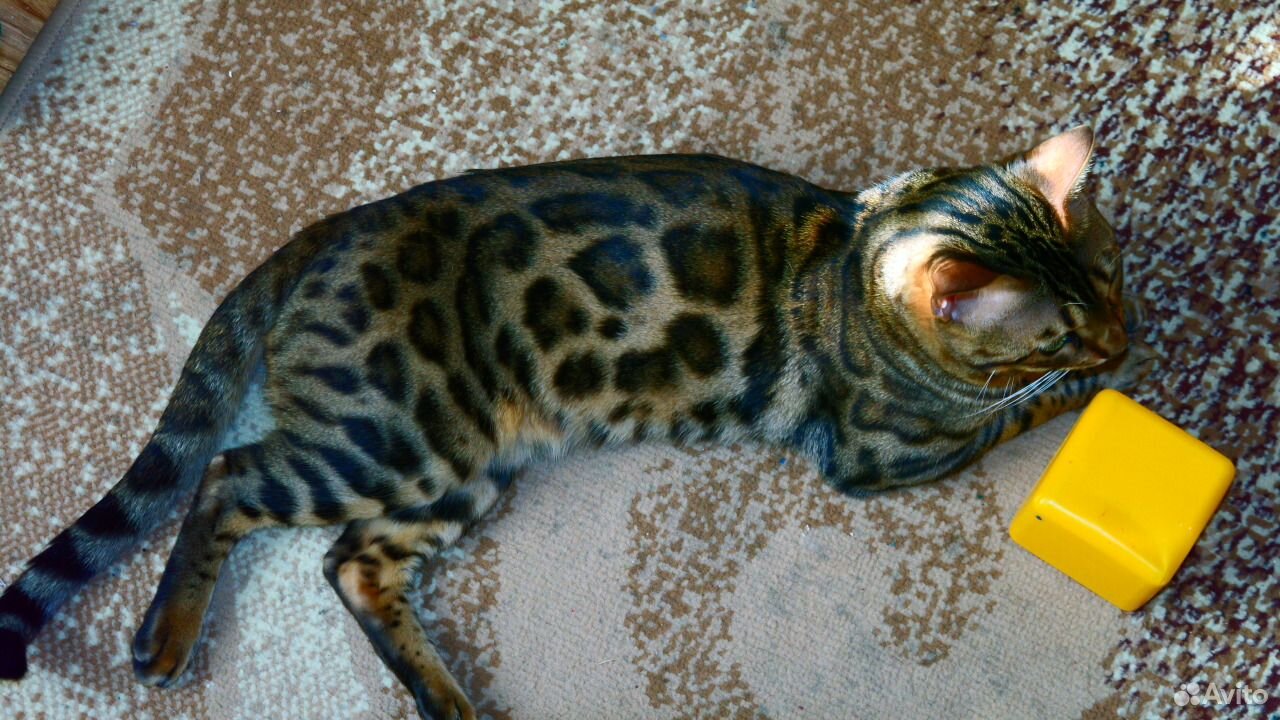 Готовый Кот