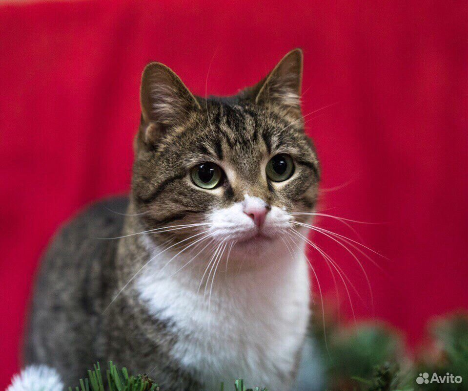 Кошечка Мурка