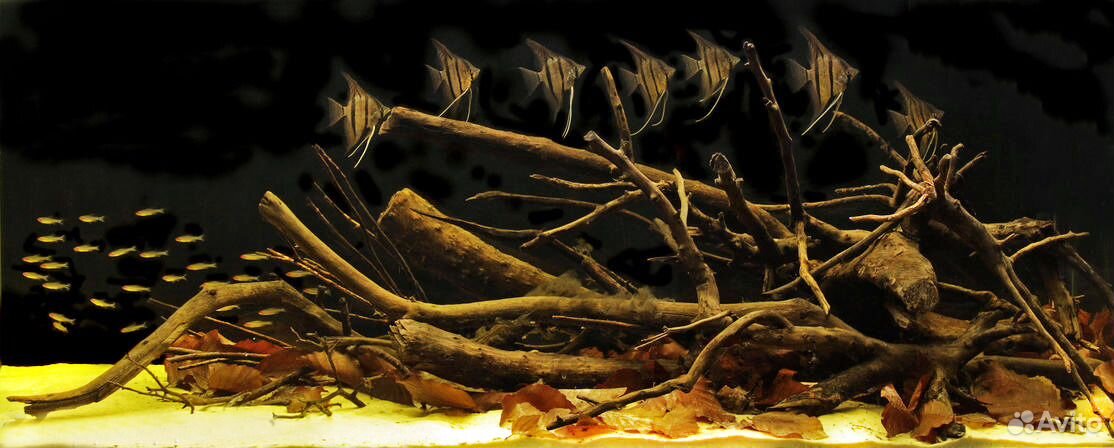 Листья Индийского миндаля для аквариума