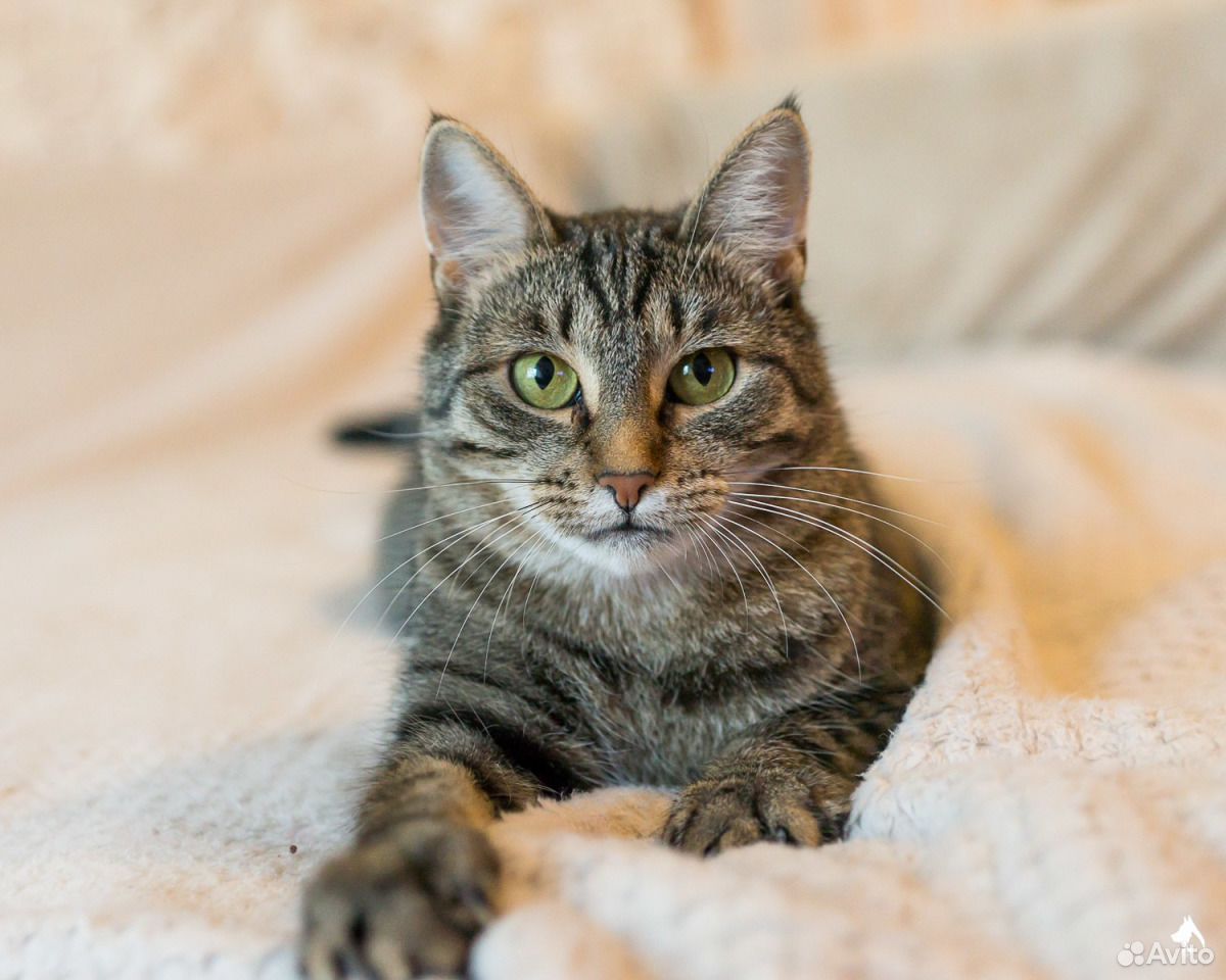 Ласковая кошечка в хорошие руки