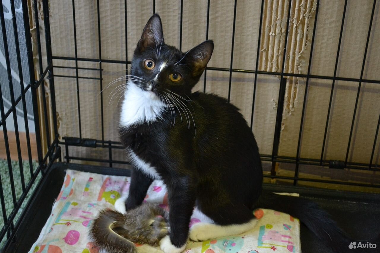 Котенок Лекса 3,5 мес