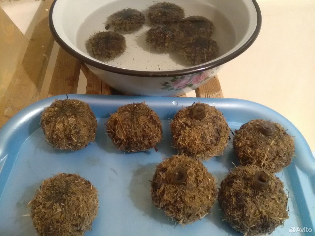 Буцефаландра