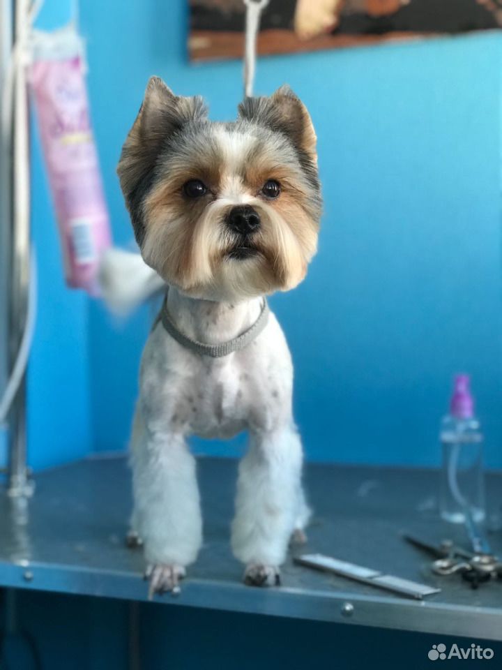 Вязка мини-бивер