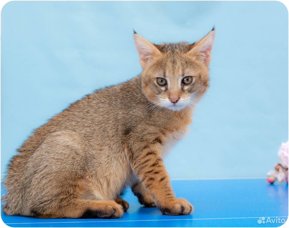 Дикие снаружи и добрые внутри чаузи ф1