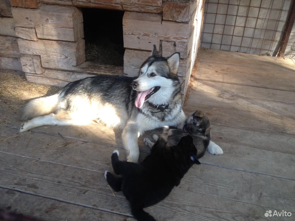 Отдам щенков аляскинского маламута