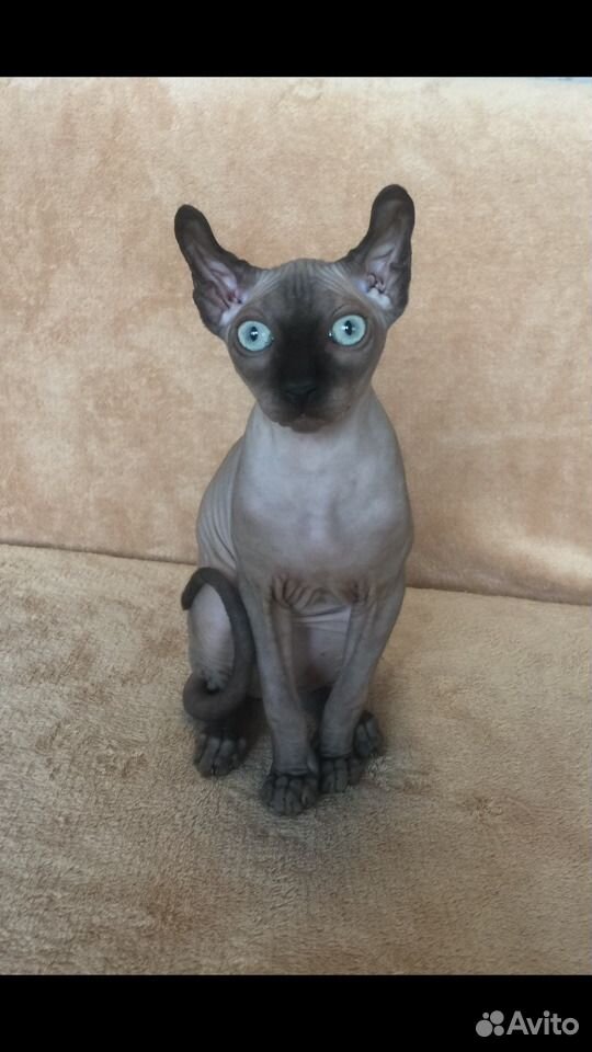 Канадский сфинкс Эльф