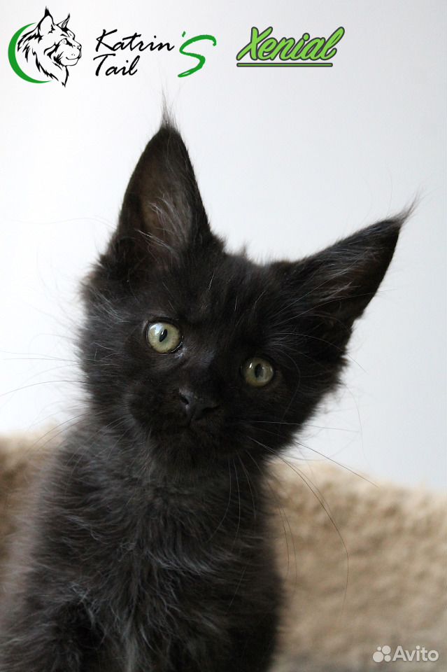 Чисто Черный Красавец Мейн-Кун