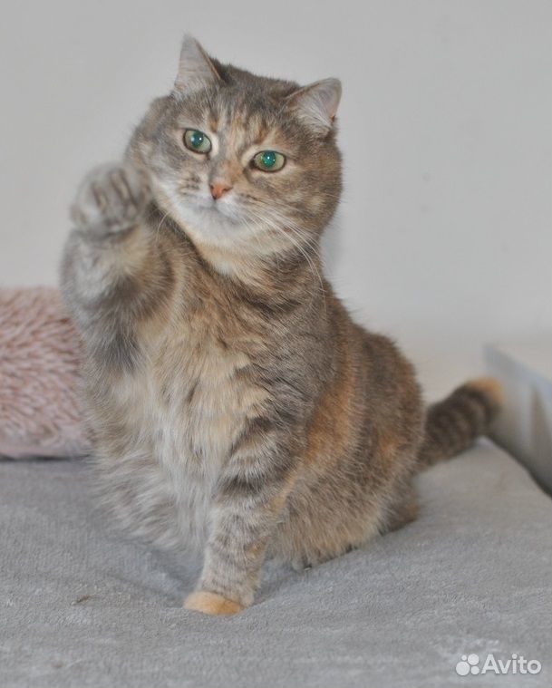 Отдам кошечку Пампушку в хорошие руки