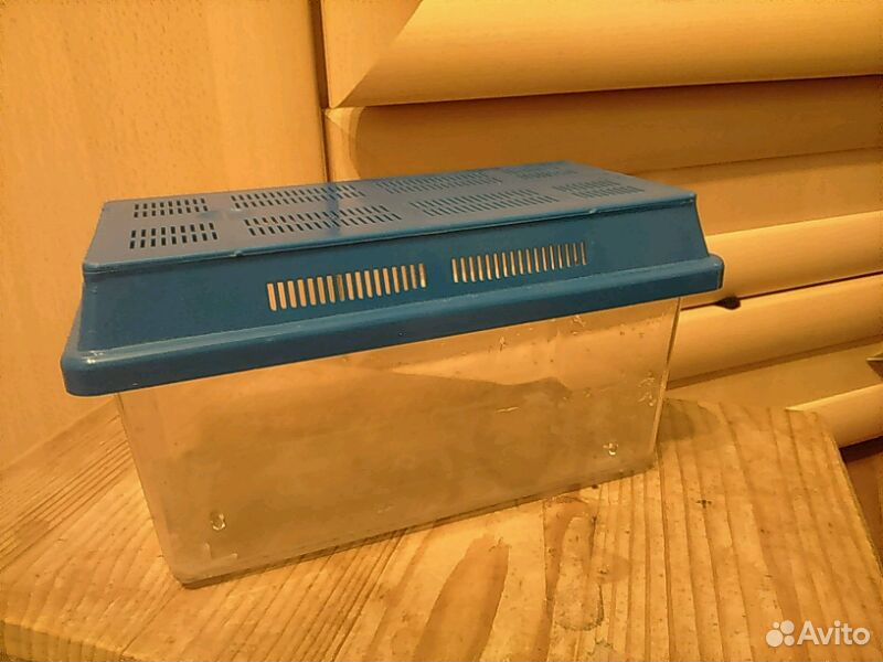 Улитки караколусы, суббулины, ахатины