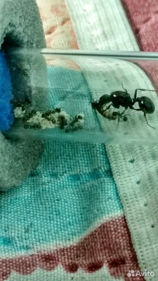 Муравей, матка, Formica, Сamponotus, Leptothorax