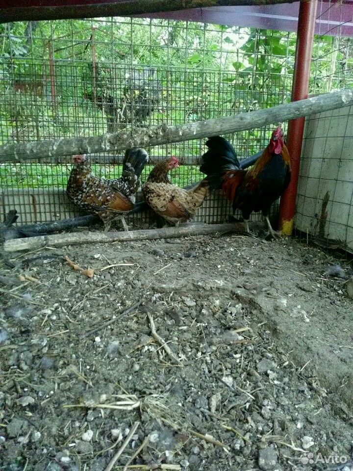 Бентамки. Семья