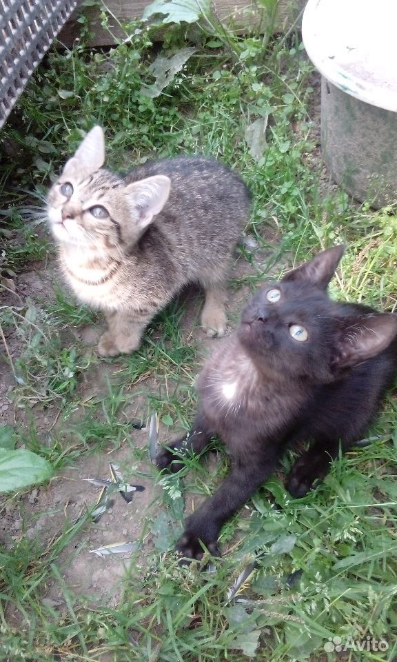 Котятки в добрые,заботливые ручки)