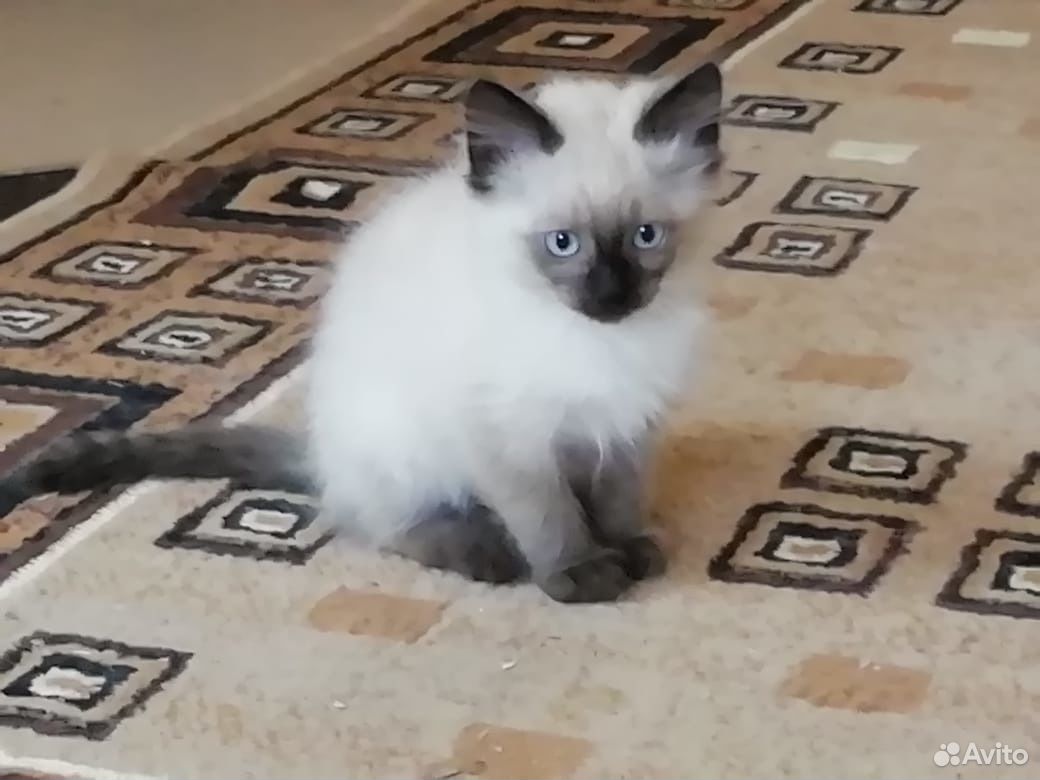 Голубоглазый котик пушистый