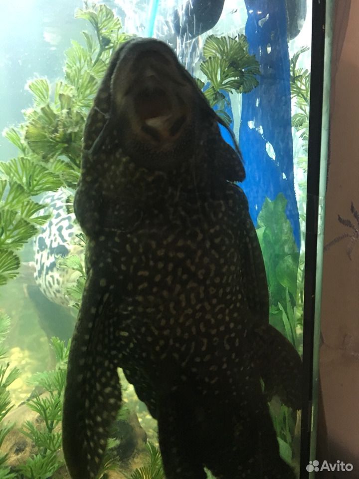 Сом