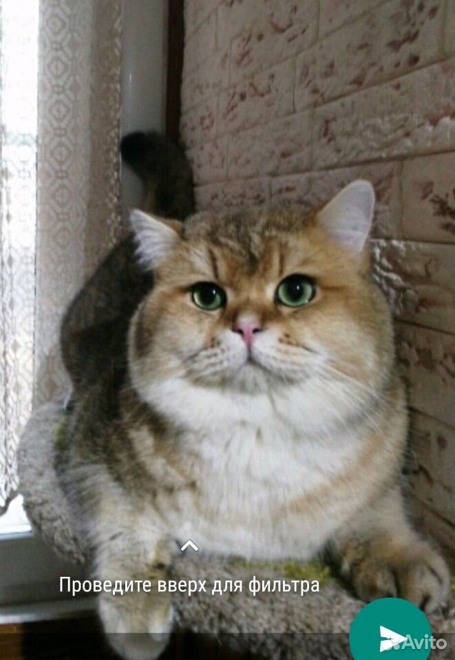 Золотой британчик