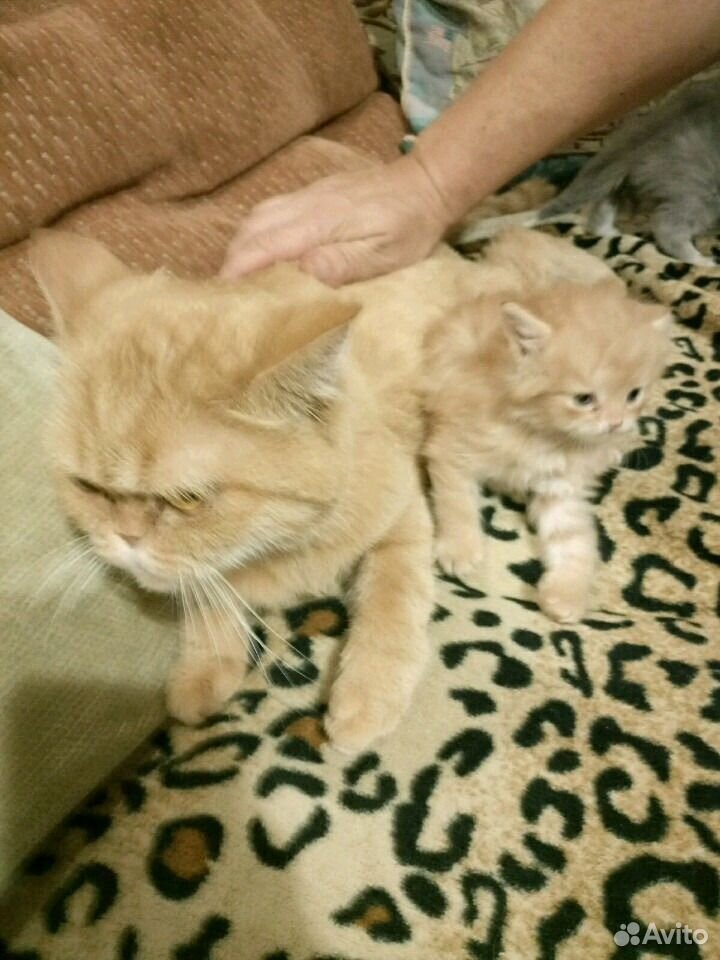Котенок красивой породы кошки ищет добрых заботлив