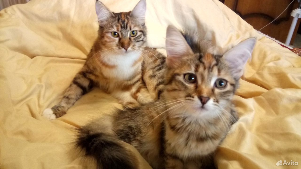 Котята Метисы Мейн-кун + Сибирская