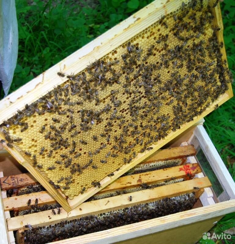Пчелопакеты,семьи,карпатка,карника