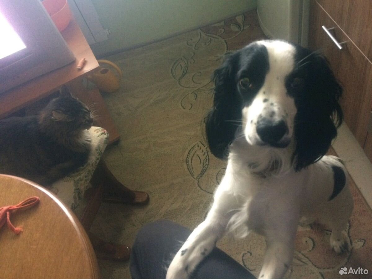 Спаниель вязка