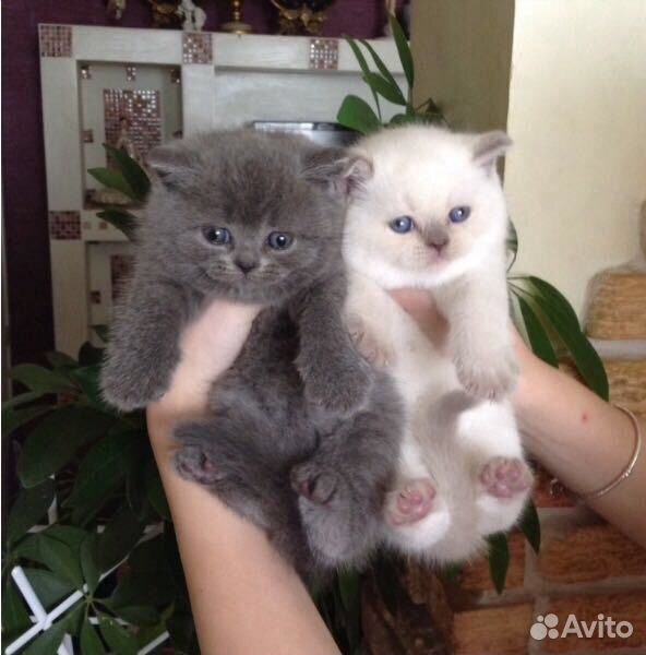 Британские котята