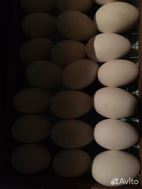 Яйцо гусиное инкубационное