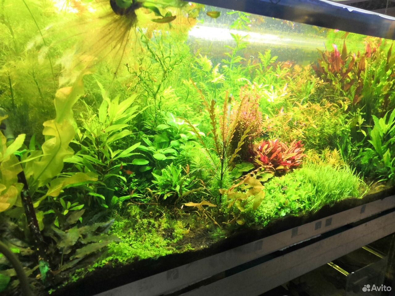 Аквариуме растения в магазине акватропик