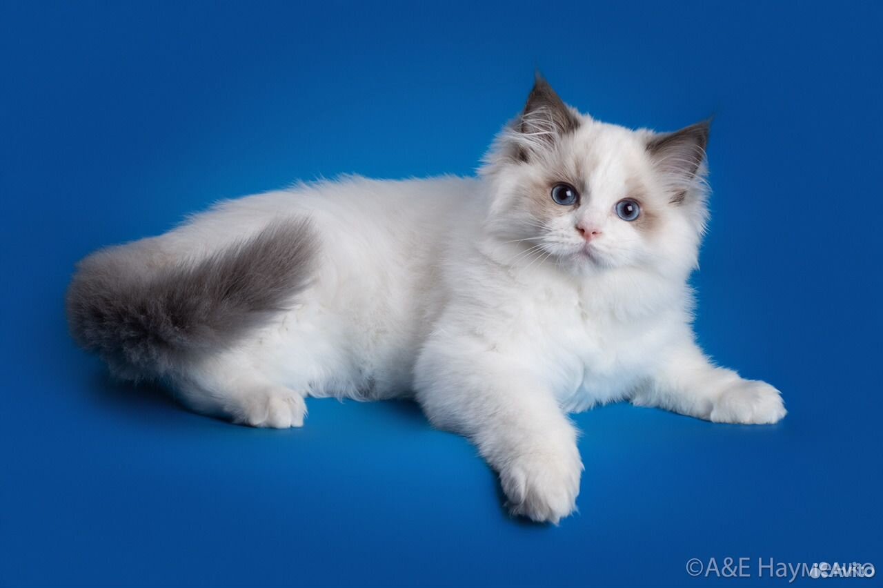 Котята рэгдолл шоу питомник