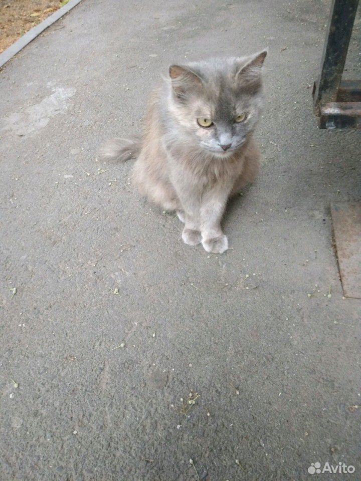 Котодевочка была домашней, сейчас на улице ищет до