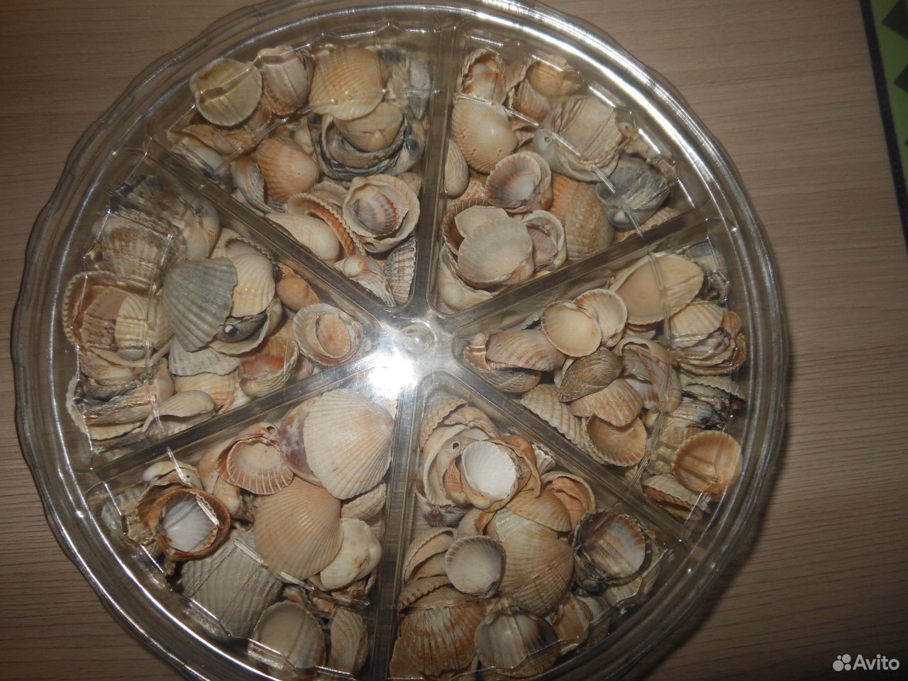 Морские ракушки