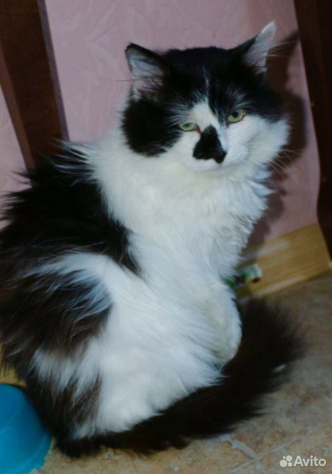 Кот в добрые руки