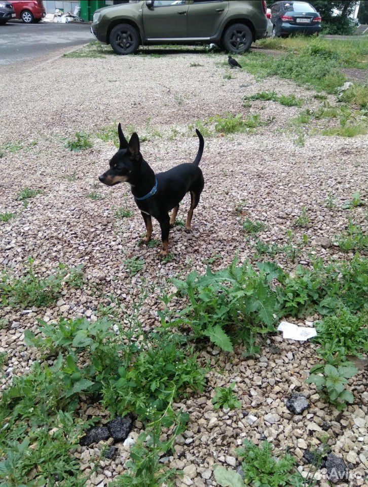 Мальчик русский той