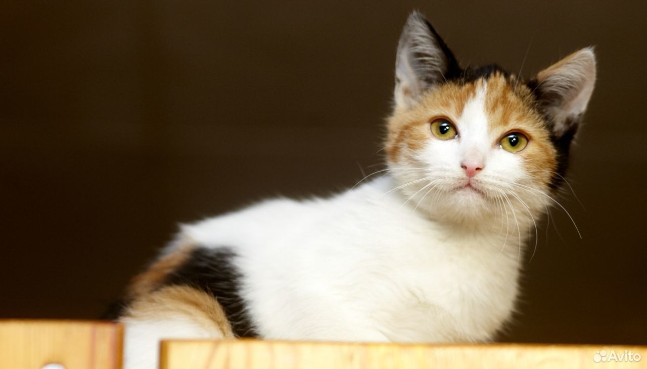 Девочка 4 месяца