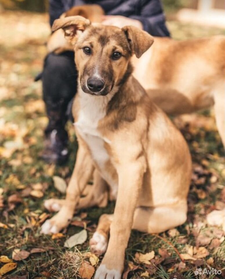 Щенок в дар