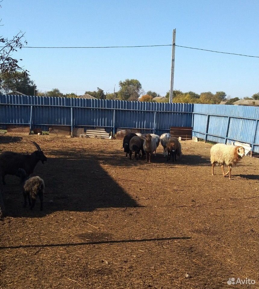 26 овец эдельбай и 11 коз