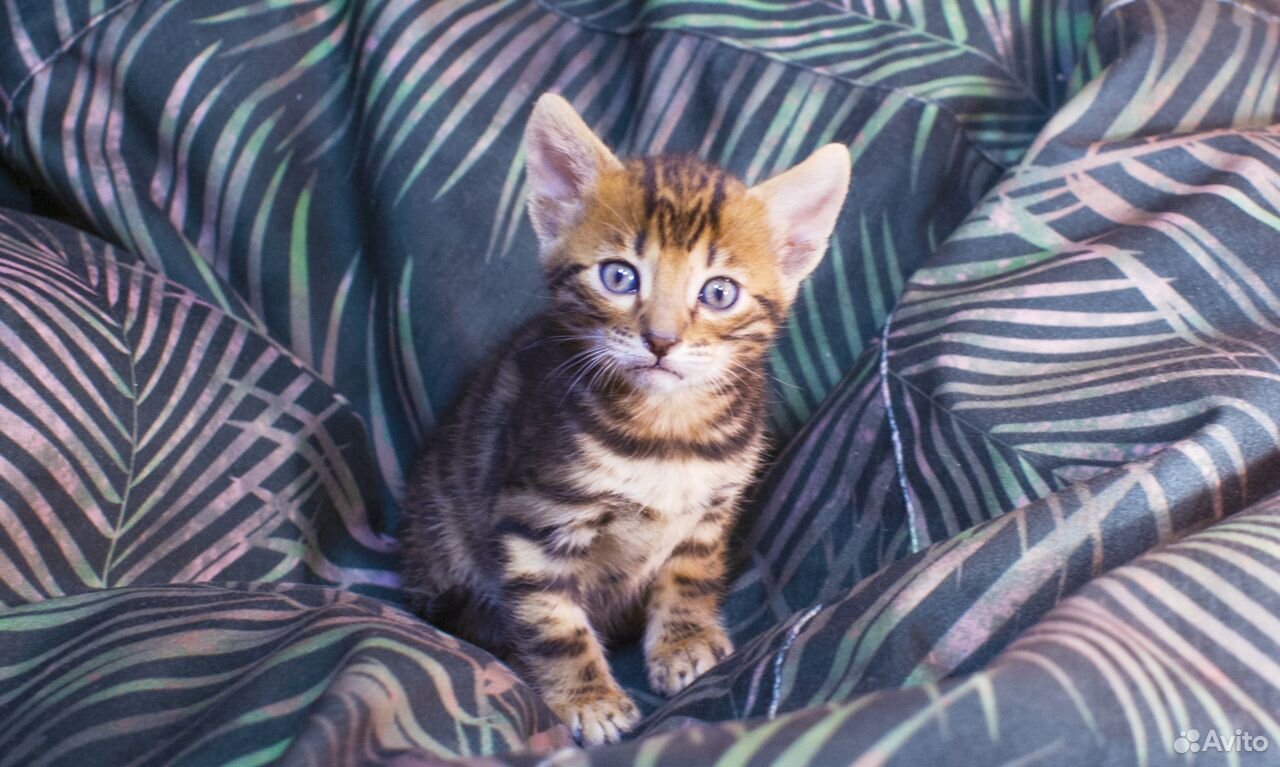 Маленькие ураганы. Котята бенгальские