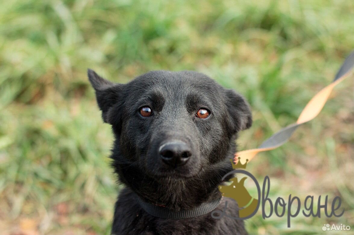 Потрясающая Вишенка мечтает стат домашней