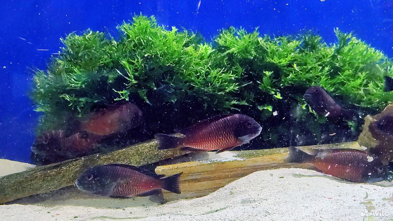 Трофеус Молиро