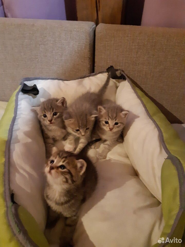 Котята британцы