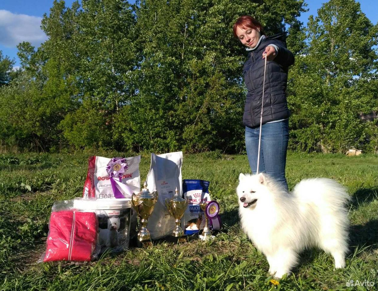 Японский шпиц. Вязка. Кобель