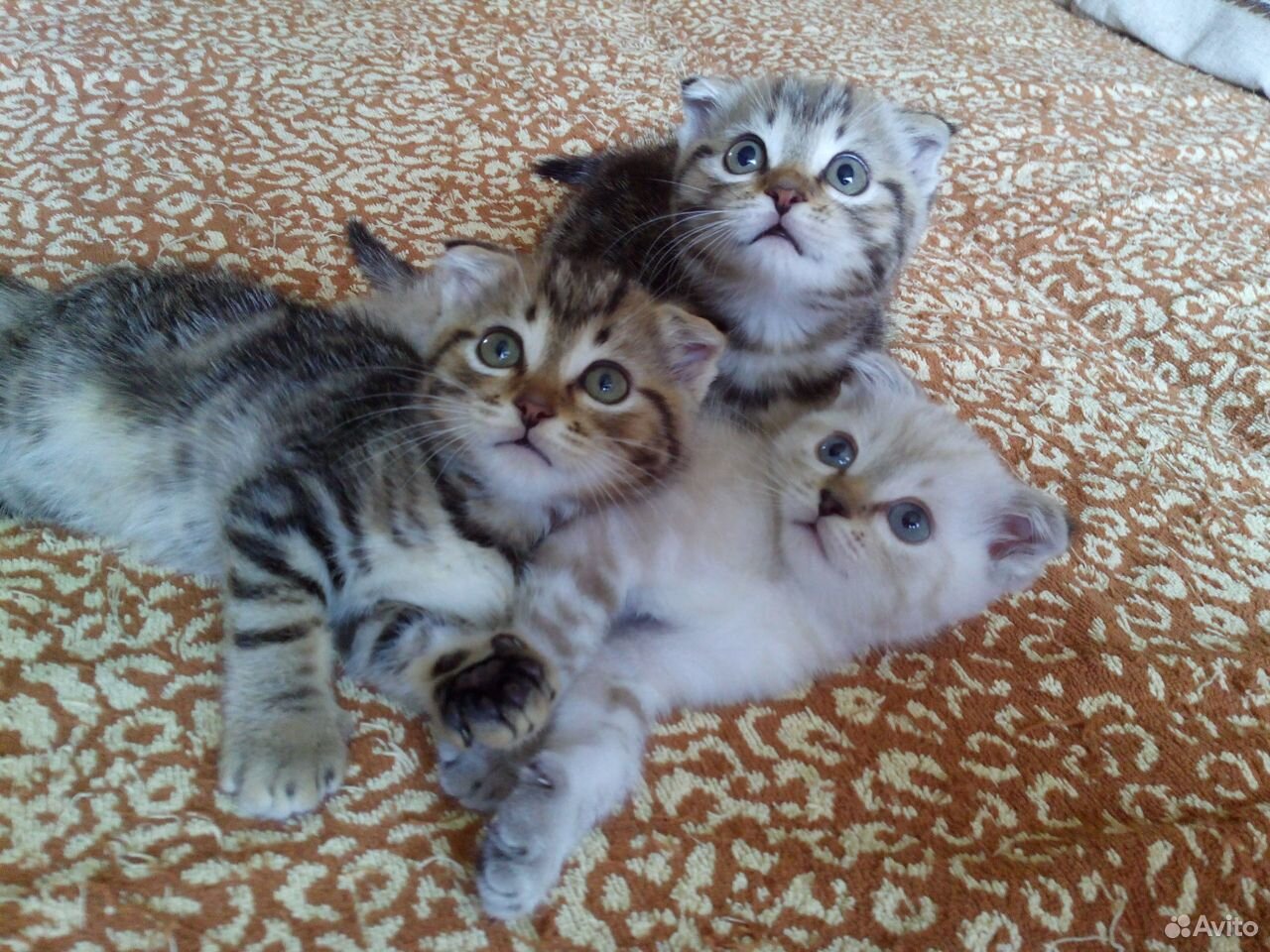 Шотландские котейки