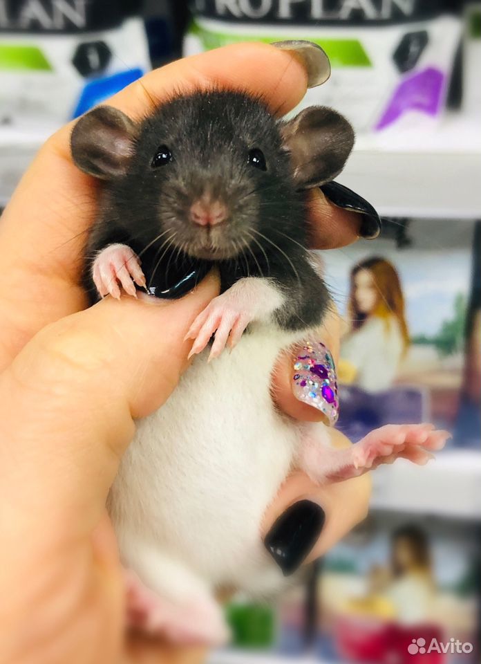 Крыски-дамбо