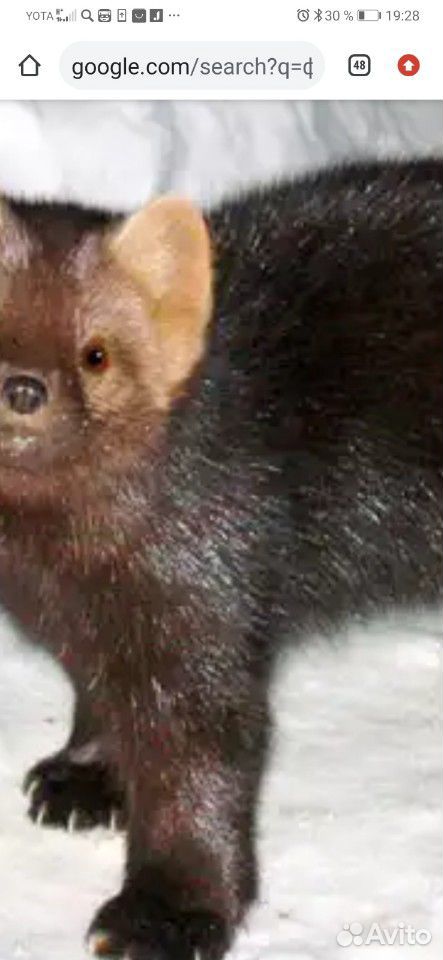 Продам соболя