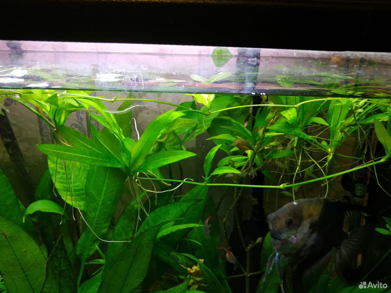 Эхинодорус амазонка